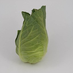 Koolplanten kopen. koolplant,telen,kweken, zaaien in moestuin ...