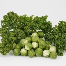 Koolplanten kopen. koolplant,telen,kweken, zaaien in moestuin ...