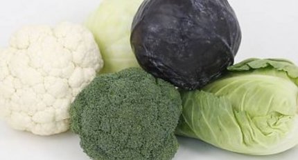 Groente planten online te koop. Verzending aan huis. - Moestuinplant.nl