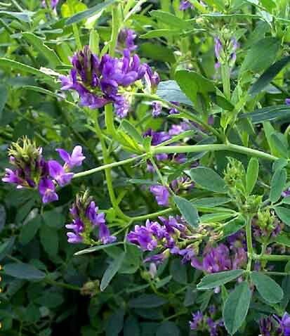 Moestuinplant.nl; Lucerne groenbemester zaden online kopen, zaaien ...