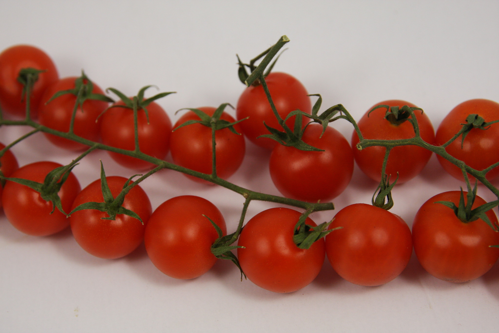 MOESTUINPLANT | Online cherrytomaten planten kopen | Snacktomaat