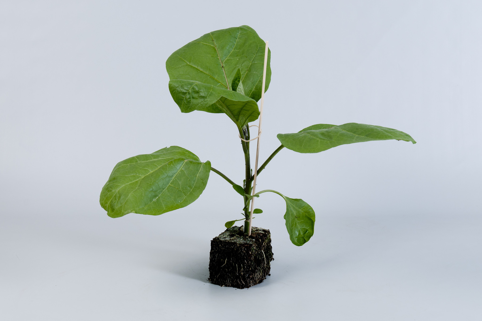 Grote Courgette groente planten kopen incl verzending; Moestuinplant
