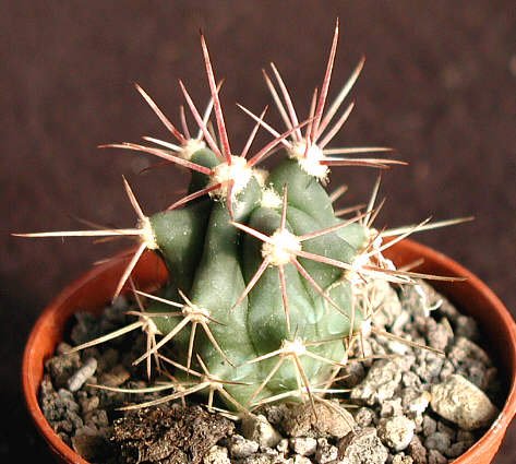 Ferocactus rectispinus x peninsulae - Uhlig Kakteen - more than 5,000 ...
