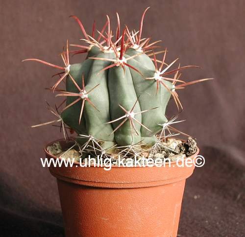 Ferocactus californicus - Uhlig Kakteen - plus de 5000 d'espèces ...
