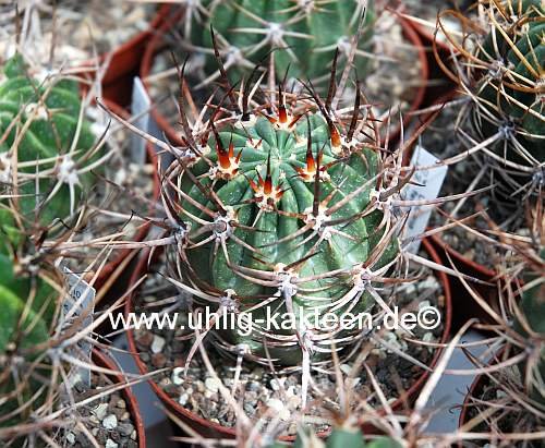 Lobivia ferox v. longispina FR 333 (syn. L. longispina) - Uhlig Kakteen ...