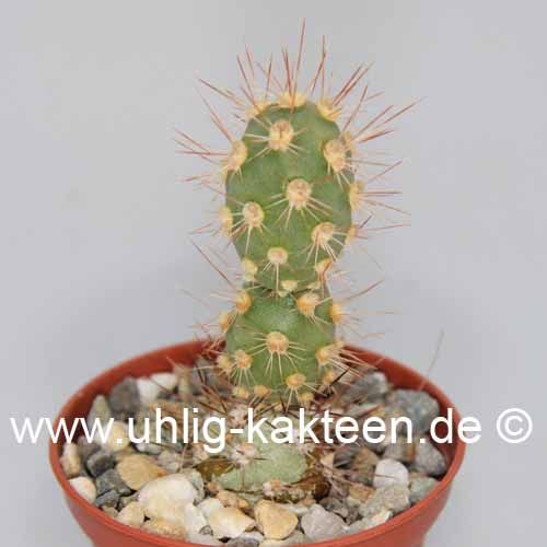 Tephrocactus dimorphus Tierra Blanca - Uhlig Kakteen - more than 5,000 ...