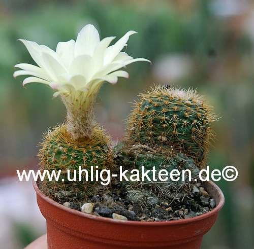 Frailea pygmaea v. aureispina - Uhlig Kakteen - Über 5000 verschiedene ...