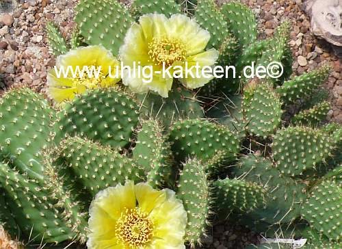 Opuntia rutila-arenaria TX BM J96K (dw) - Uhlig Kakteen - plus de 5000 ...