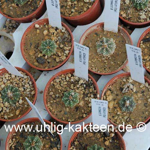 Aztekium ritteri CITES not outside EU (Seeds) - Uhlig Kakteen - more ...