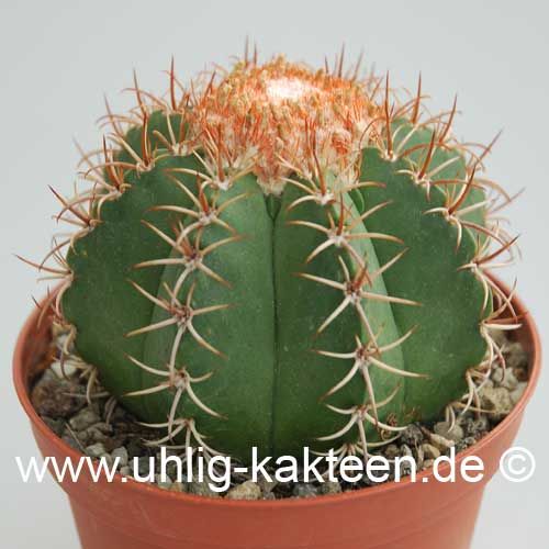 Melocactus matanzanus (Seeds) - Uhlig Kakteen - more than 5,000 ...