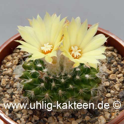 Parodia cardenasii (Seeds) - Uhlig Kakteen - more than 5,000 different ...