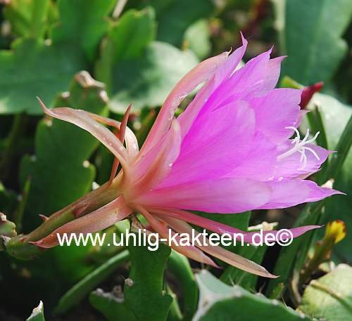 Epiphyllum-Hybr. P. J. Schade - Uhlig Kakteen - more than 5,000 ...