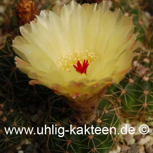 Notocactus incomptus (Seeds) - Uhlig Kakteen - more than 5,000 ...