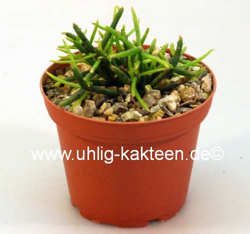 Rhipsalis teres f. prismatica - Uhlig Kakteen - more than 5,000 ...