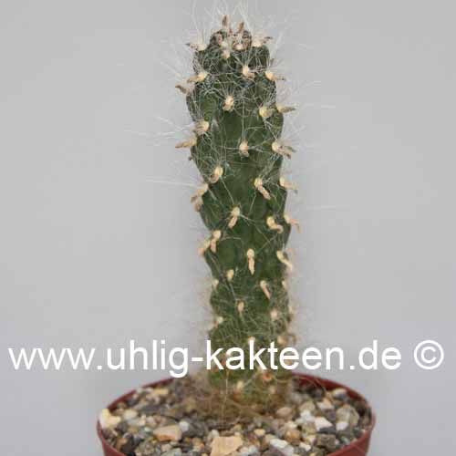 Tephrocactus rauhii - Uhlig Kakteen - more than 5,000 different species