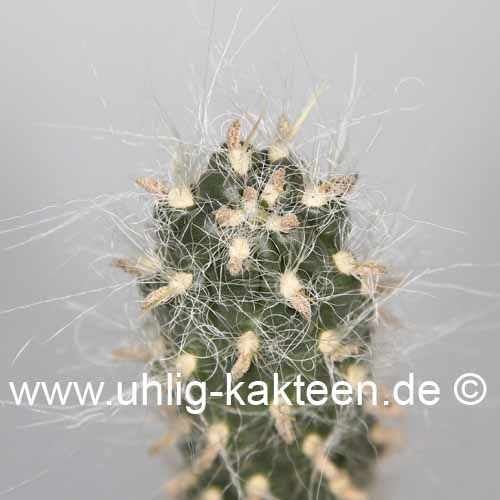Tephrocactus rauhii - Uhlig Kakteen - more than 5,000 different species