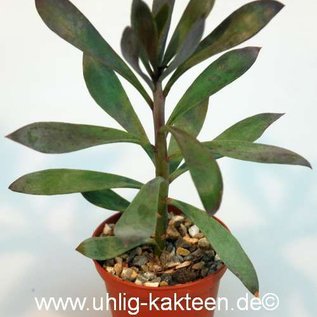 Senecio decaryi - Uhlig Kakteen - more than 5,000 different species