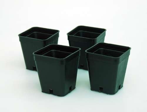 Square container pots 5 x 5 x 6 cm - Uhlig Kakteen - more than 5,000 ...