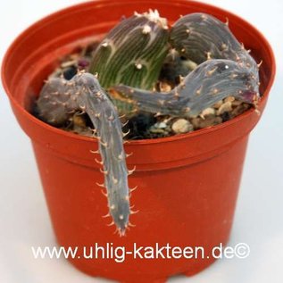 Senecio pendulus - Uhlig Kakteen - more than 5,000 different species