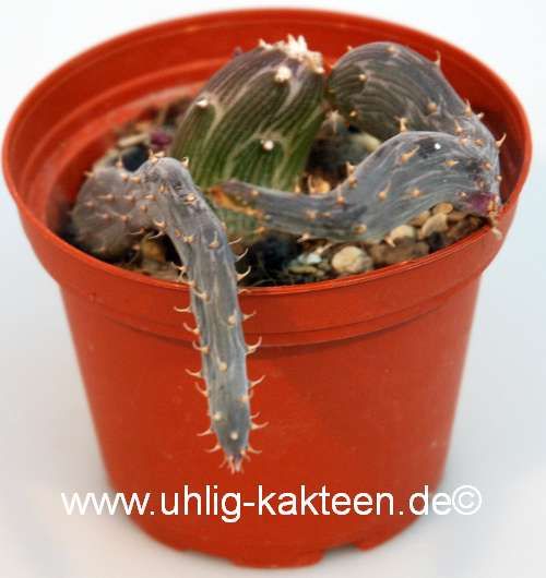 Senecio pendulus - Uhlig Kakteen - more than 5,000 different species