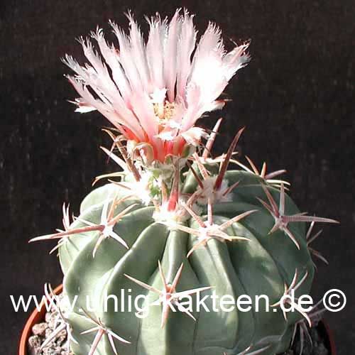 Homalocephala texensis (Seme) - Uhlig Kakteen - Più di 5.000 specie diverse