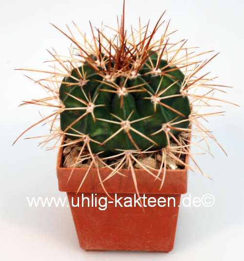Melocactus paucispinus - Uhlig Kakteen - Über 5000 verschiedene Arten