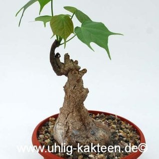 Sterculia colorata XL - Uhlig Kakteen - more than 5,000 different species