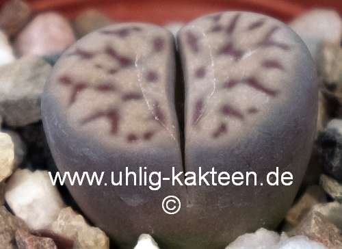 Lithops dinteri ssp. multipunctatat C 326 65km, SE, Warmbad , N - Uhlig Kakteen - plus de 5000 d ...