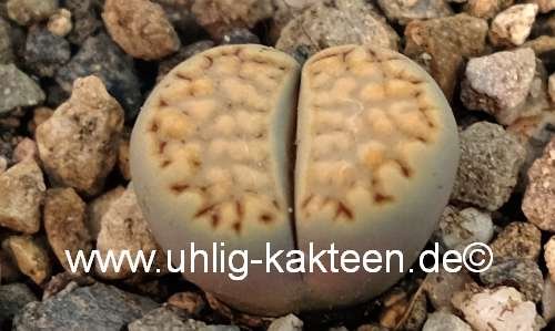 Lithops julii ssp. fulleri v. rouxii C 217 70km WSW Warmbad, N - Uhlig ...