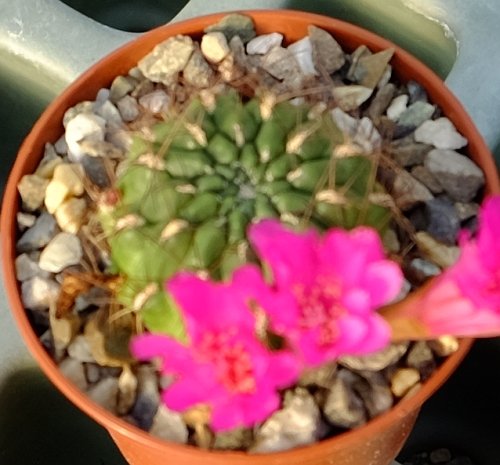 Sulcorebutia polymorpha HS 058 Uankhuni, Mizae, Cochabamba, Bolivien ...