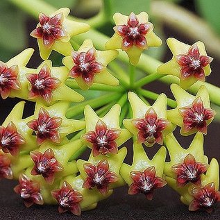 Hoya cummingiana - Uhlig Kakteen - more than 5,000 different species