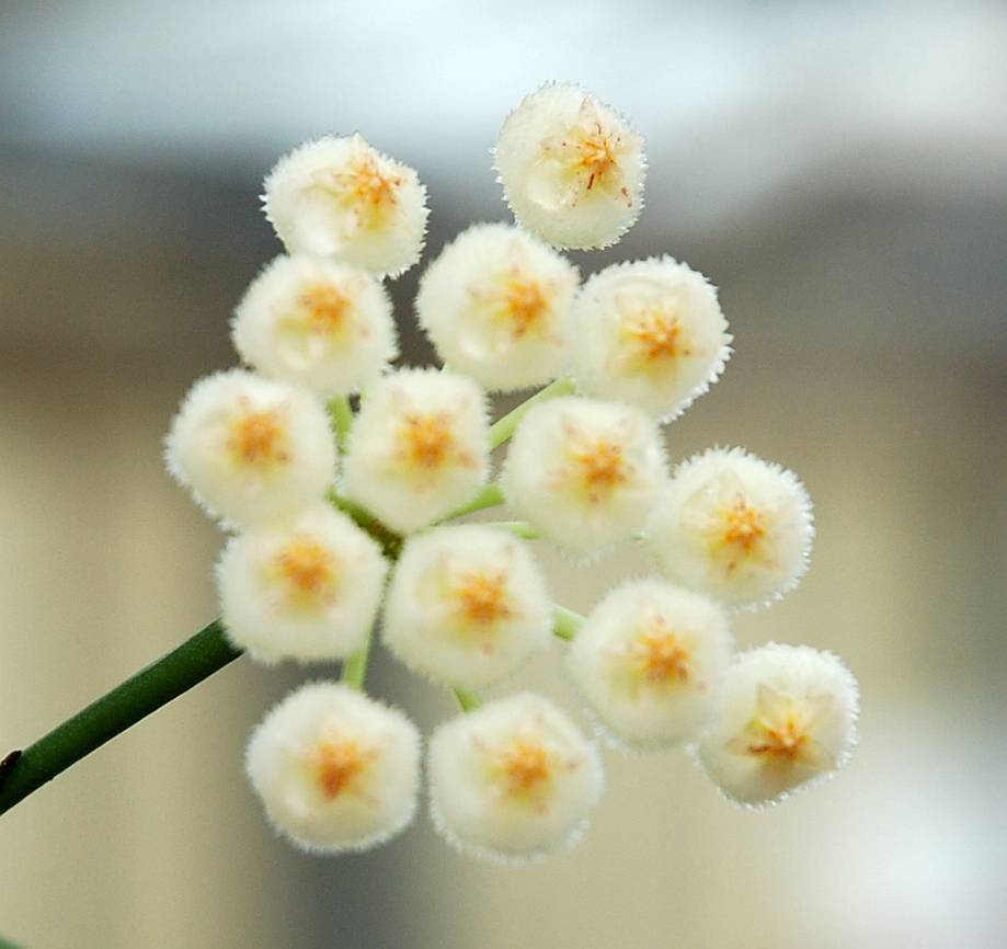 Hoya aff. diptera - Uhlig Kakteen - Über 5000 verschiedene Arten