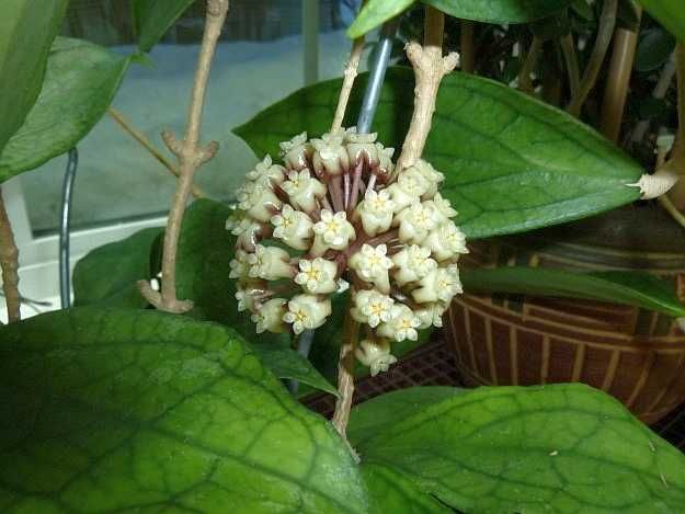 Hoya Jennifer - Uhlig Kakteen - more than 5,000 different species