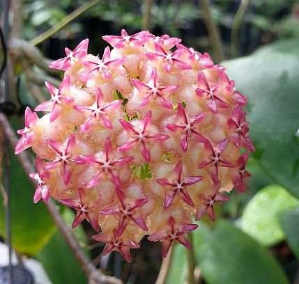 Hoya mindorensis cv. Red Star - Uhlig Kakteen - Über 5000 verschiedene Arten