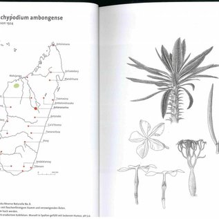 Pachypodium in Madagascar Walter Röösli - Uhlig Kakteen - more than ...