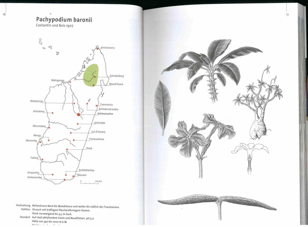 Pachypodium in Madagascar Walter Röösli - Uhlig Kakteen - more than ...