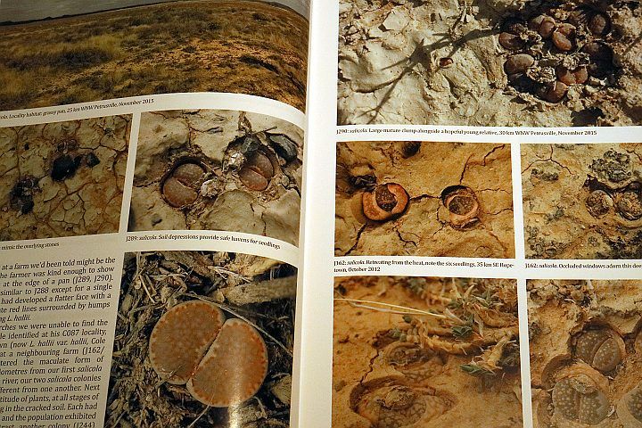 Wild Lithops Harald Jainta - Uhlig Kakteen - more than 5,000 different ...