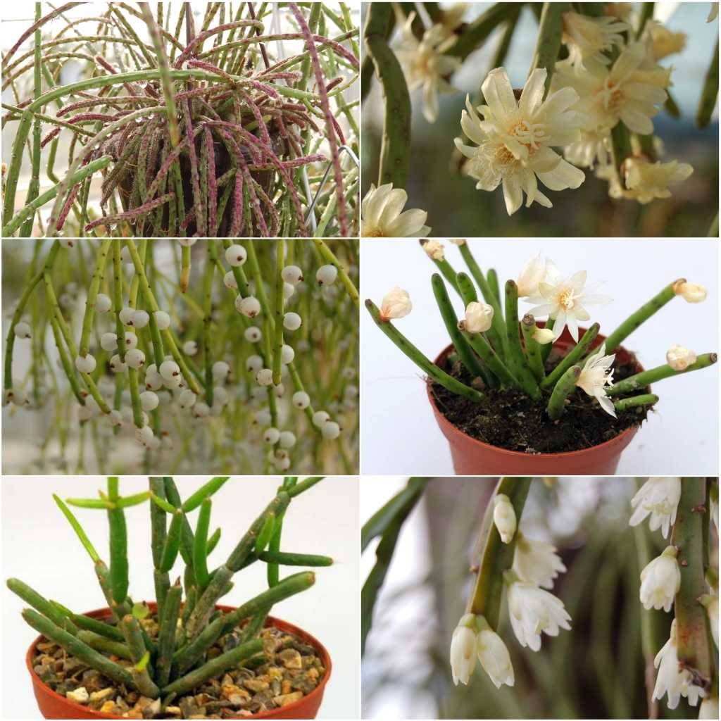 Rhipsalis and Lepismium assortment - Uhlig Kakteen - more than 5,000 ...