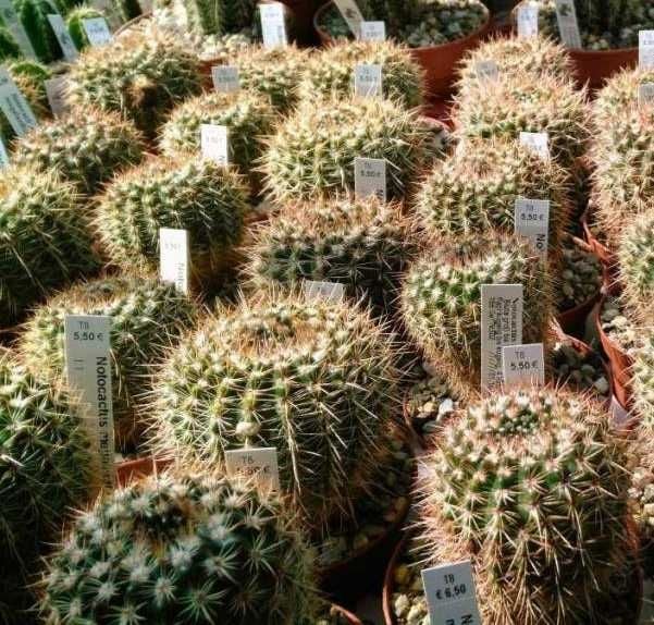 Notocactus megalanthus - Uhlig Kakteen - Über 5000 verschiedene Arten
