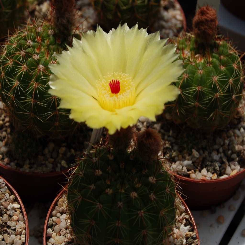 Notocactus ottonis - Uhlig Kakteen - Über 5000 verschiedene Arten