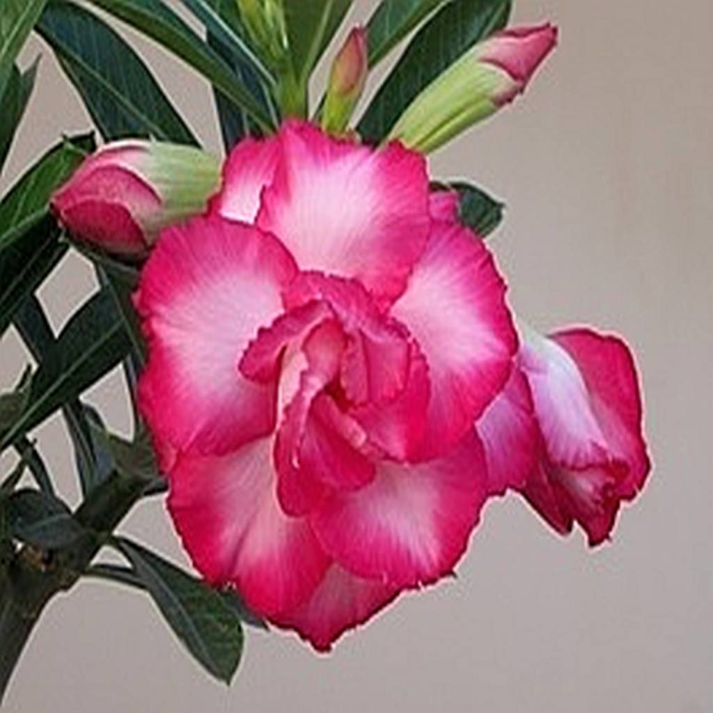 Adenium obesum Exhibition Double Pink gepfr. - Uhlig Kakteen - Über ...