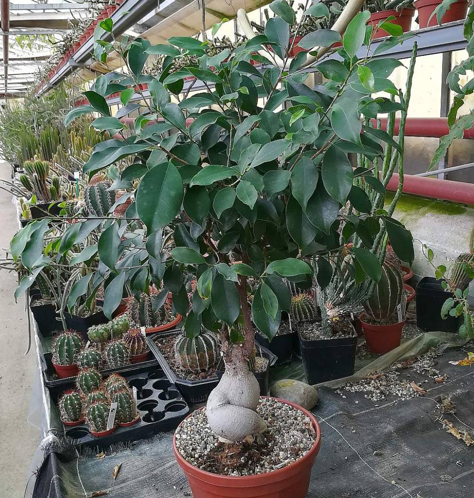 Ficus Panda - Uhlig Kakteen - more than 5,000 different species