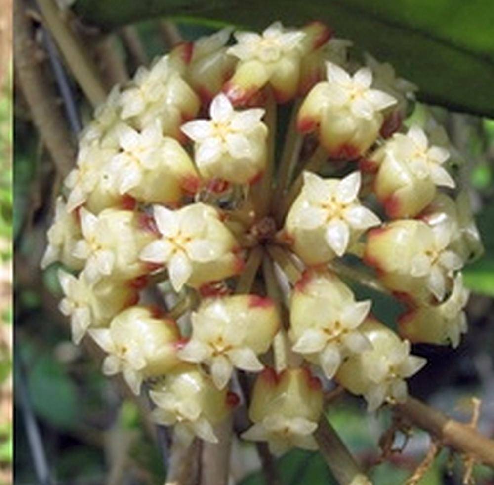 Hoya finlaysonii cv. Olfe - Uhlig Kakteen - Più di 5.000 specie diverse