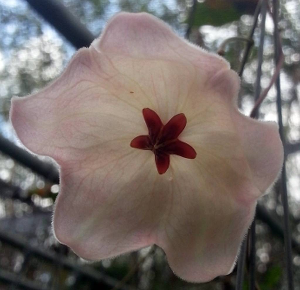 Hoya patella cv. White Flower - Uhlig Kakteen - more than 5,000 ...