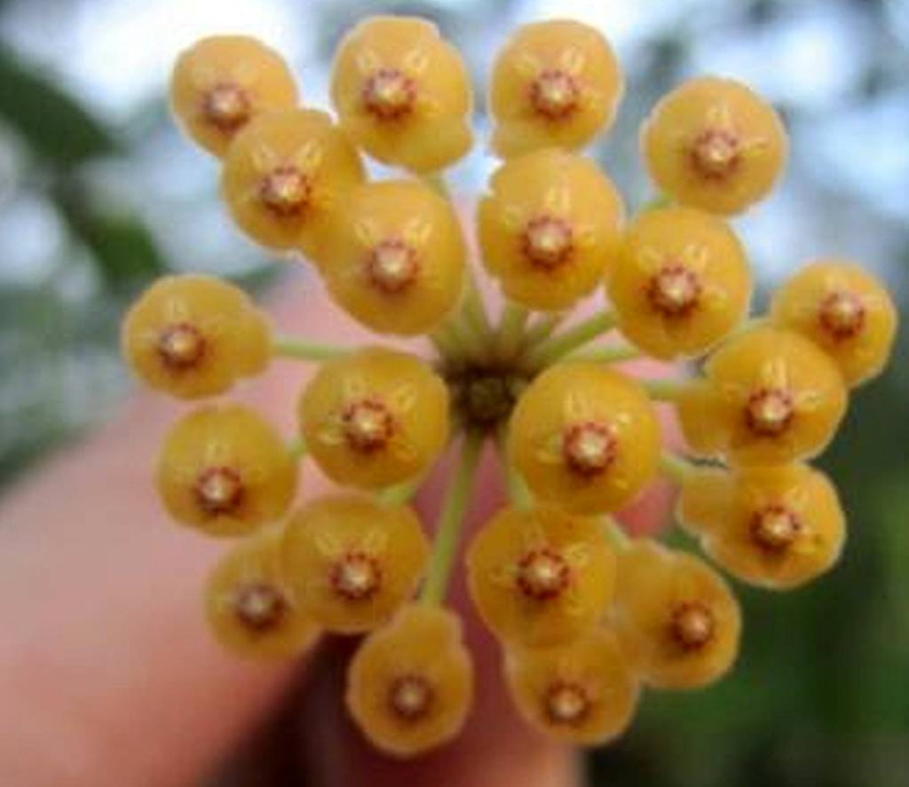 Hoya picta - Uhlig Kakteen - more than 5,000 different species