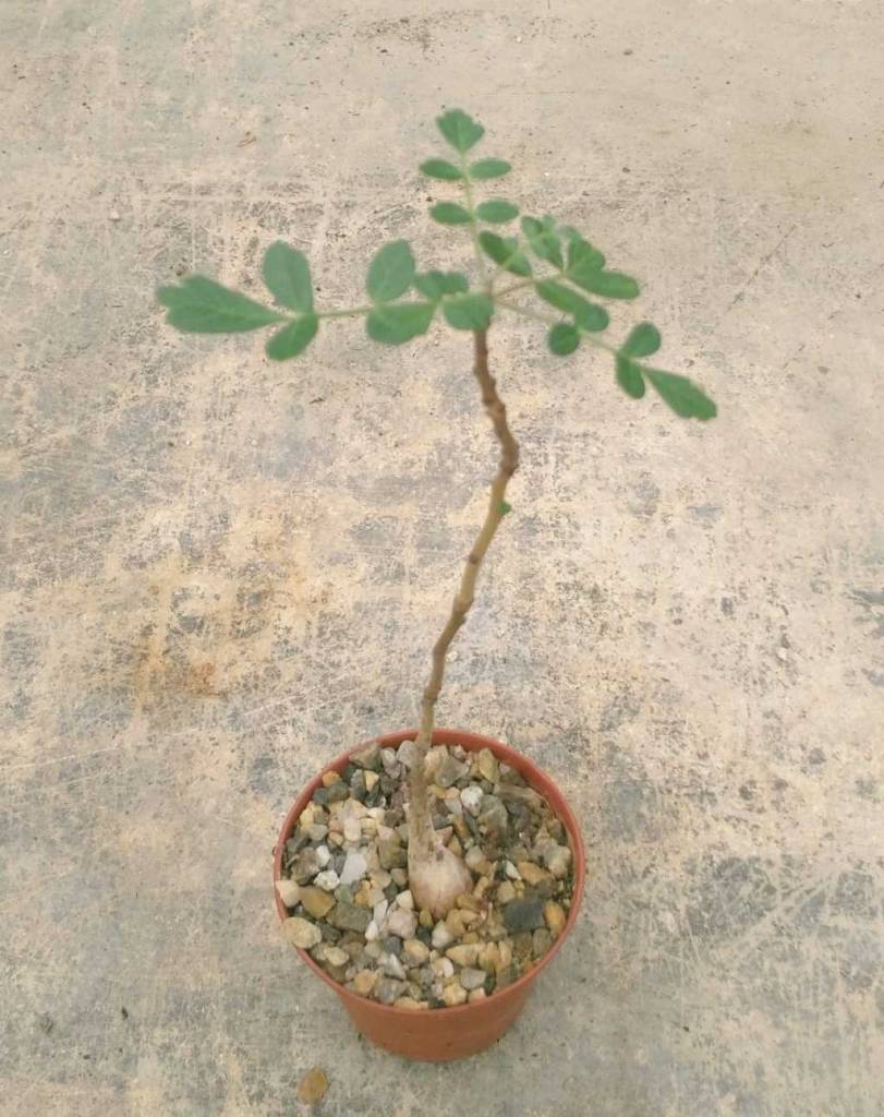 Pachycormus discolor - Uhlig Kakteen - more than 5,000 different species