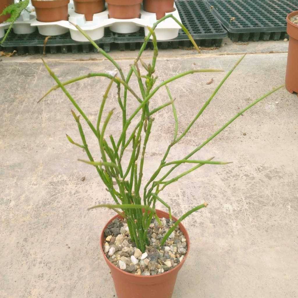 Cynanchum insigne Madagaskar - Uhlig Kakteen - plus de 5000 d'espèces ...