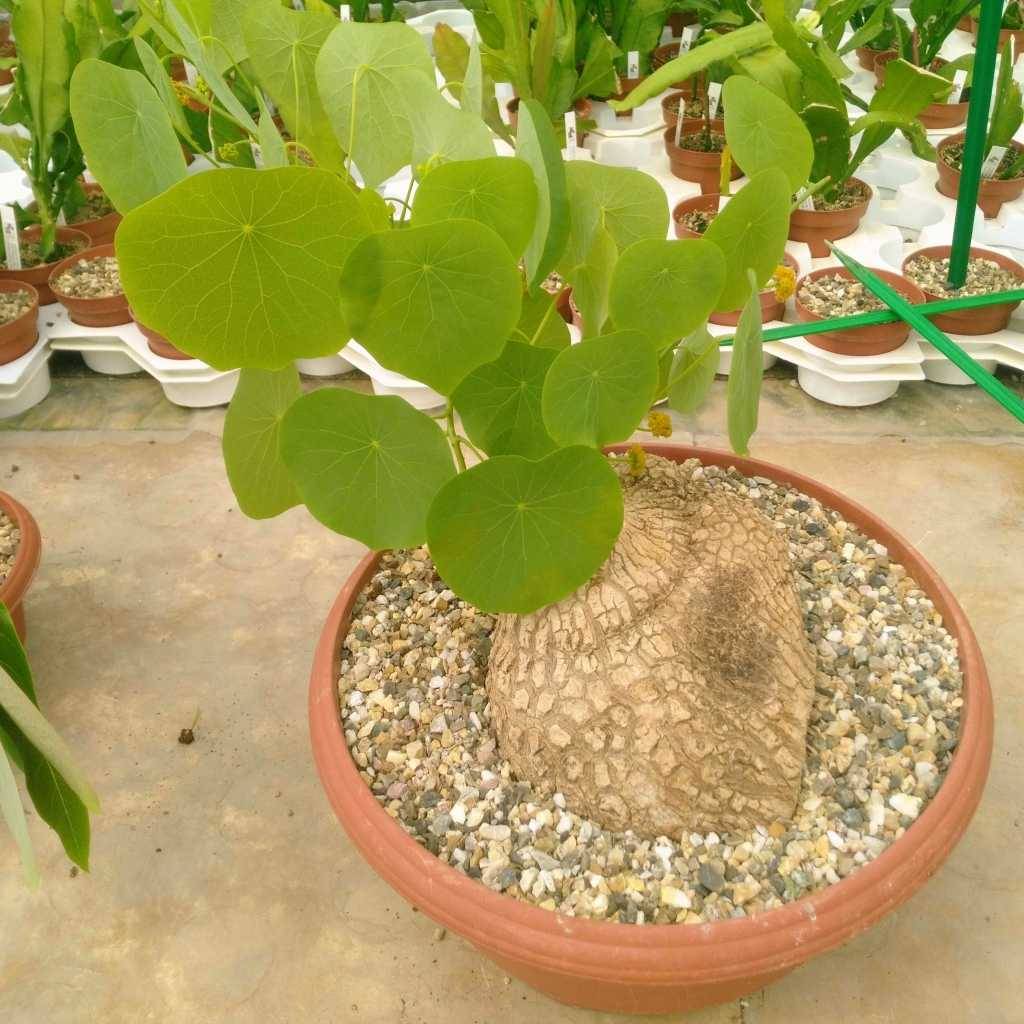 Stephania venosa XL - Uhlig Kakteen - more than 5,000 different species