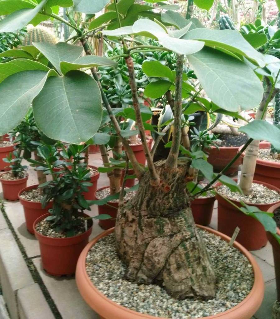 Bombax ellipticum XL Mittelamerika - Uhlig Kakteen - more than 5,000 ...