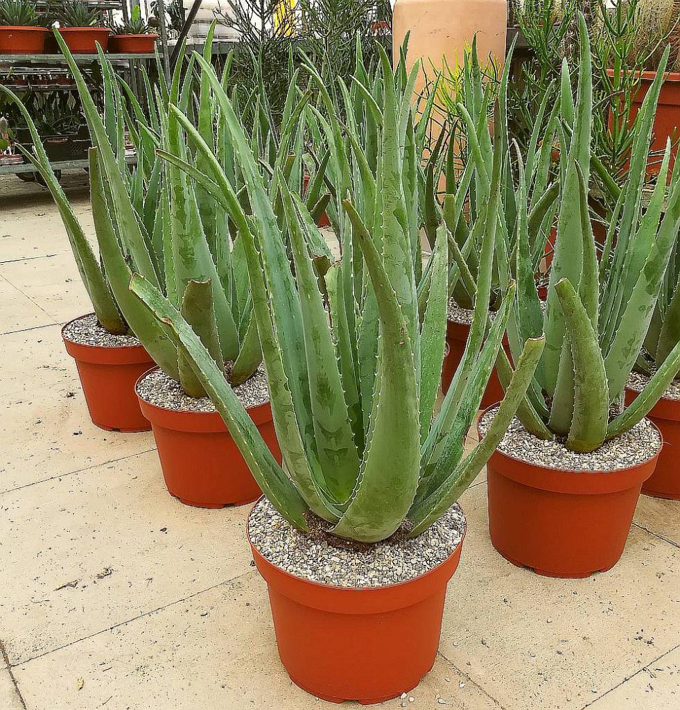 Aloe vera syn. barbadensis XL - Uhlig Kakteen - plus de 5000 d'espèces ...